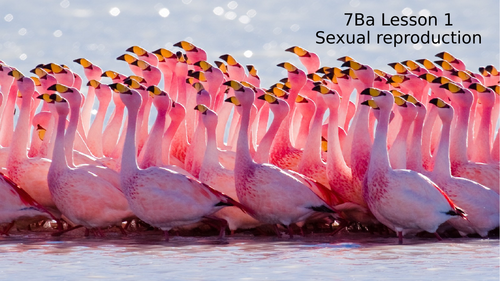 KS3 7B Reproduction Exploring Science | Teaching Resources