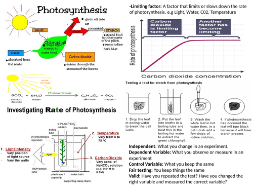 Photosynthesis and Transpiration Revision MAT and Question MAT ... Photosynthesis and Transpiration Revision MAT and Question MAT ...