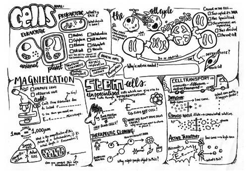 Cells Revision activities- NEW AQA GCSE Trilogy Biology - Colouring ...