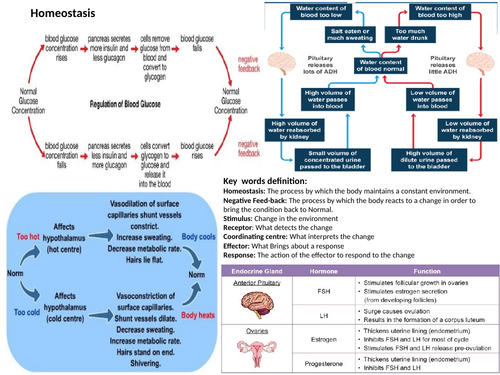 Nervous and Hormonal Systems-Revision MAT and Questions MAT 9-1 ...