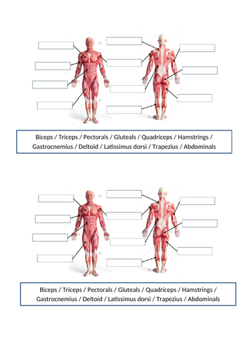 GCSE PE - Muscular System (Full lesson) | Teaching Resources