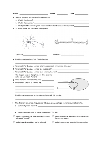 Reflex actions - complete lesson (GCSE 1-9) | Teaching Resources
