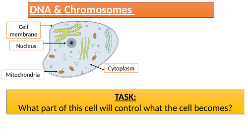 New spec GCSE AQA 4.1.2. DNA and the Cell Cycle | Teaching Resources