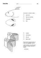 Gas Exchange in Fish and Insects | Teaching Resources