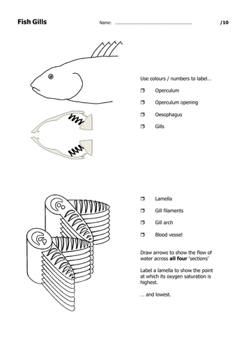 Gas Exchange in Fish and Insects | Teaching Resources