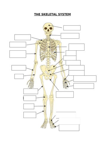 Skeletal System Lesson Plans + Worksheets - GCSE PE | Teaching Resources