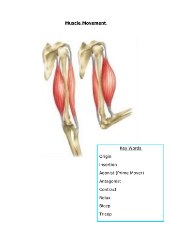 Muscular System : GCSE PE Lessons and Resources | Teaching Resources