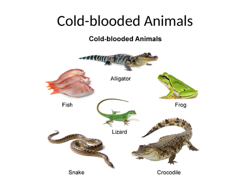 Cold-blooded Animals- Reading Comprehension | Teaching Resources