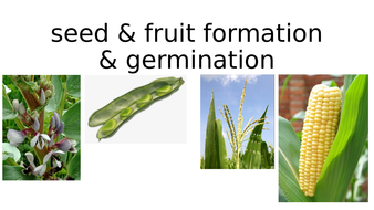seed & fruit formation & seed germination | Teaching Resources