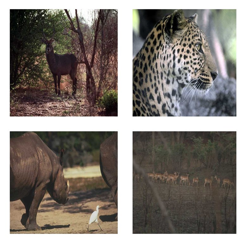 Africa Photos - Safari Animal Photos - Personal or Commercial Use ...