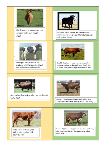 Selective breeding differentiated worksheets | Teaching Resources
