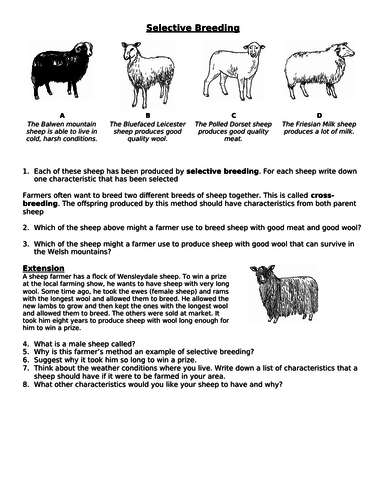 Selective breeding differentiated worksheets | Teaching Resources