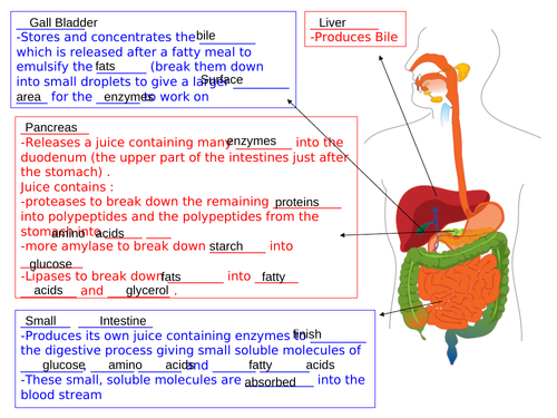 AQA (9-1) GCSE Biology/Trilogy Organisation Digestion & Enzymes ...