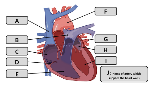 Coronary Heart Disease Presentation, 2 Sided Sheet and Dominoes - GCSE ...