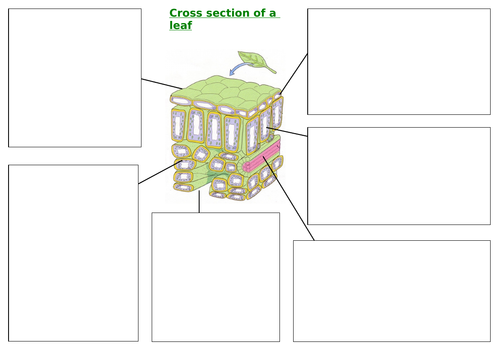Plant organs GCSE new spec | Teaching Resources
