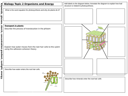 Plants GCSE revision mat new spec | Teaching Resources