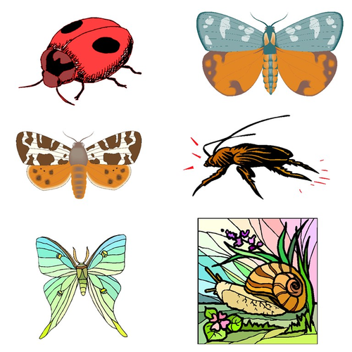 Bugs & Insects Clip Art (D-Z) - Commercial Use | Teaching Resources