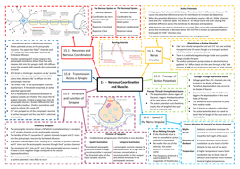 Nervous Coordination and Muscles Revision Mind Map - AQA AS/A Level ...