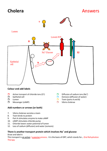 Cholera: Data handling and Mechanism of infection | Teaching Resources