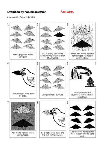 3 Natural Selection worksheets (Snails, Giraffes, Moths) GCSE ...
