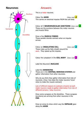 Neurone labelling activity (GCSE) | Teaching Resources