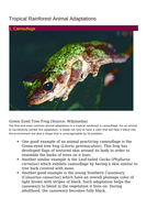 Tropical rainforests - Lesson 4 - Animal adaptations | Teaching Resources