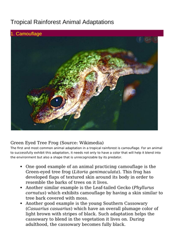 Tropical rainforests - Lesson 4 - Animal adaptations | Teaching Resources