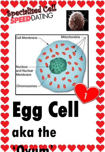 GCSE Biology Cell specialisation and differentiation | Teaching Resources