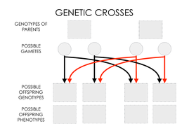 Genetic Crosses Template - EDEXCEL GCSE (9-1) Combined Science Paper 1 ...