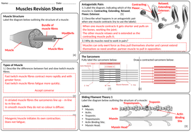 Muscles (A-Level) Revision Sheet / Knowledge Organiser | Teaching Resources