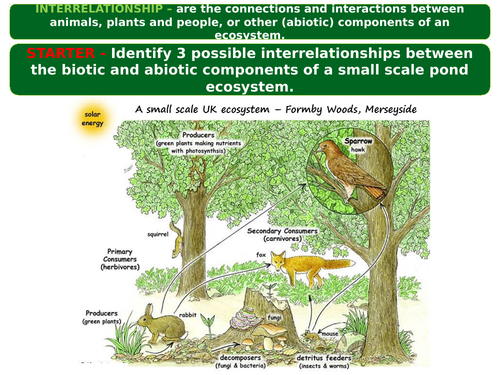 Small Scale UK Ecosystem - Formby Woods, Merseyside | Teaching Resources