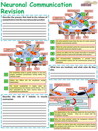 New A Level Biology Neuronal Communication Revision Workbook | Teaching ...