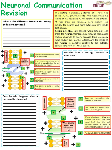New A Level Biology Neuronal Communication Revision Workbook | Teaching ...