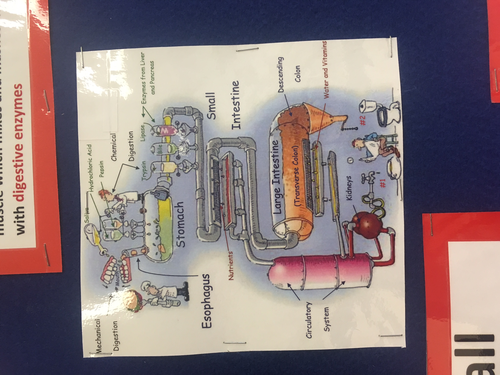 Human Digestive system Interactive Classroom Display | Teaching Resources