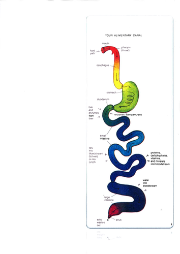 Human Digestive system Interactive Classroom Display | Teaching Resources