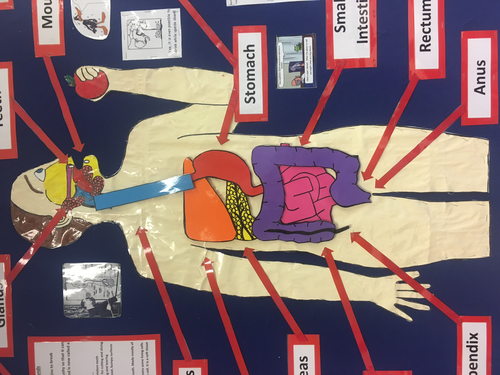 Human Digestive system Interactive Classroom Display | Teaching Resources