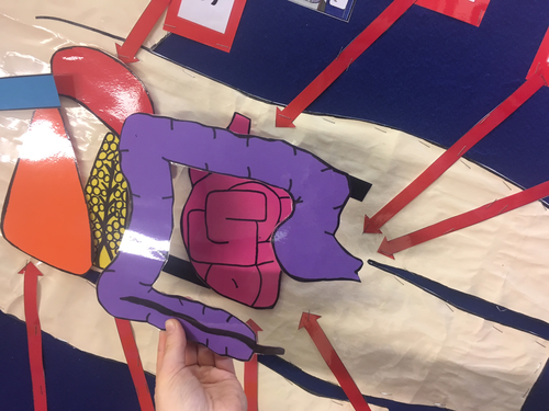 Human Digestive system Interactive Classroom Display | Teaching Resources