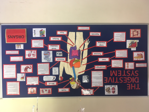 Human Digestive system Interactive Classroom Display | Teaching Resources