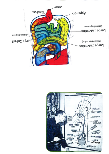 Human Digestive system Interactive Classroom Display | Teaching Resources