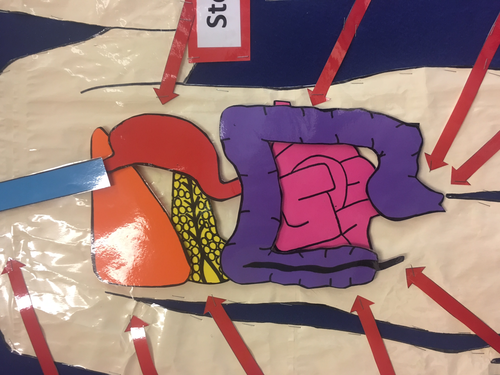 Human Digestive system Interactive Classroom Display | Teaching Resources