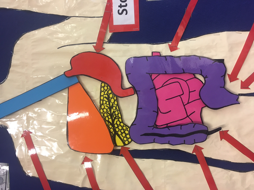 Human Digestive system Interactive Classroom Display | Teaching Resources