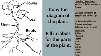 Flower Structure & Function | Teaching Resources