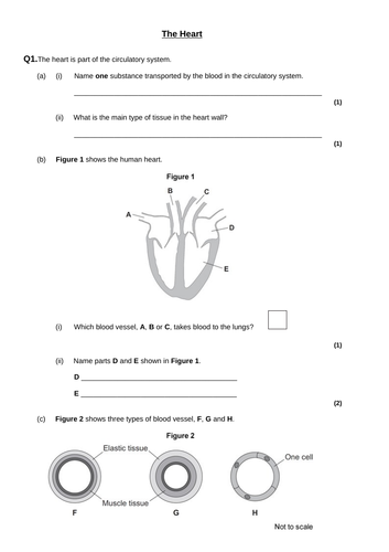 GCSE Bio- Circulatory System in 30 mins | Teaching Resources