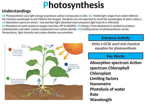 A Level Biology: Photosynthesis Review | Teaching Resources