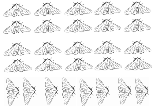 Natural selection and Adaptations Peppered moth activity | Teaching ...