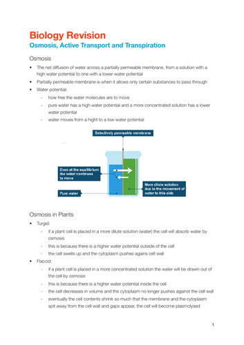 EDEXCEL IGCSE Biology - Transport in Plants notes | Teaching Resources