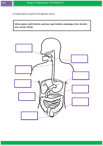 KS3 - Science Worksheets for Cell, Cell Specialism and Movement of ...