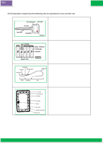 KS3 - Science Worksheets for Cell, Cell Specialism and Movement of ...