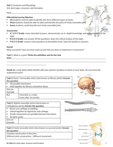 IGCSE PE (spec 2018) 1.2. Joint types, structure & formation | Teaching ...