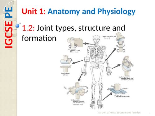 IGCSE PE (spec 2018) 1.2. Joint types, structure & formation | Teaching ...